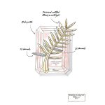 Chopard Reveals Double-Anniversary Edition of Its Palme d'Or Trophy - JCK