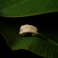 Jane Goodall Designs a Diamond Jewelry Collection With Brilliant Earth ...
